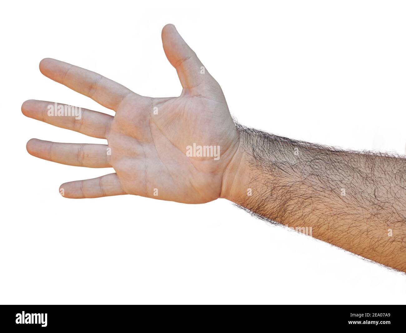 Hand of a male with an open palm isolated on a white background Stock ...