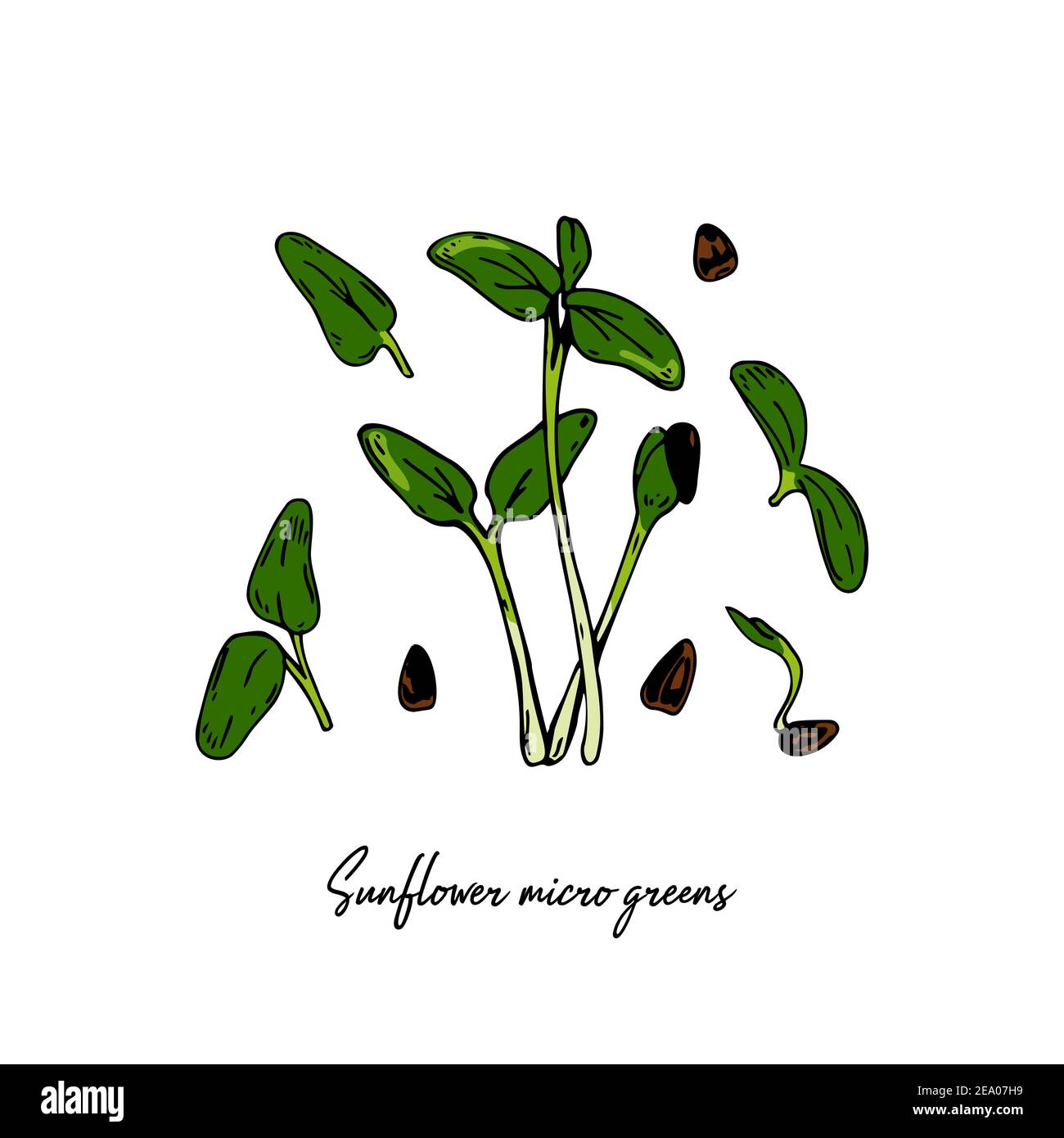 Hand drawn sunflower micro greens set. Vector illustration in colored ...