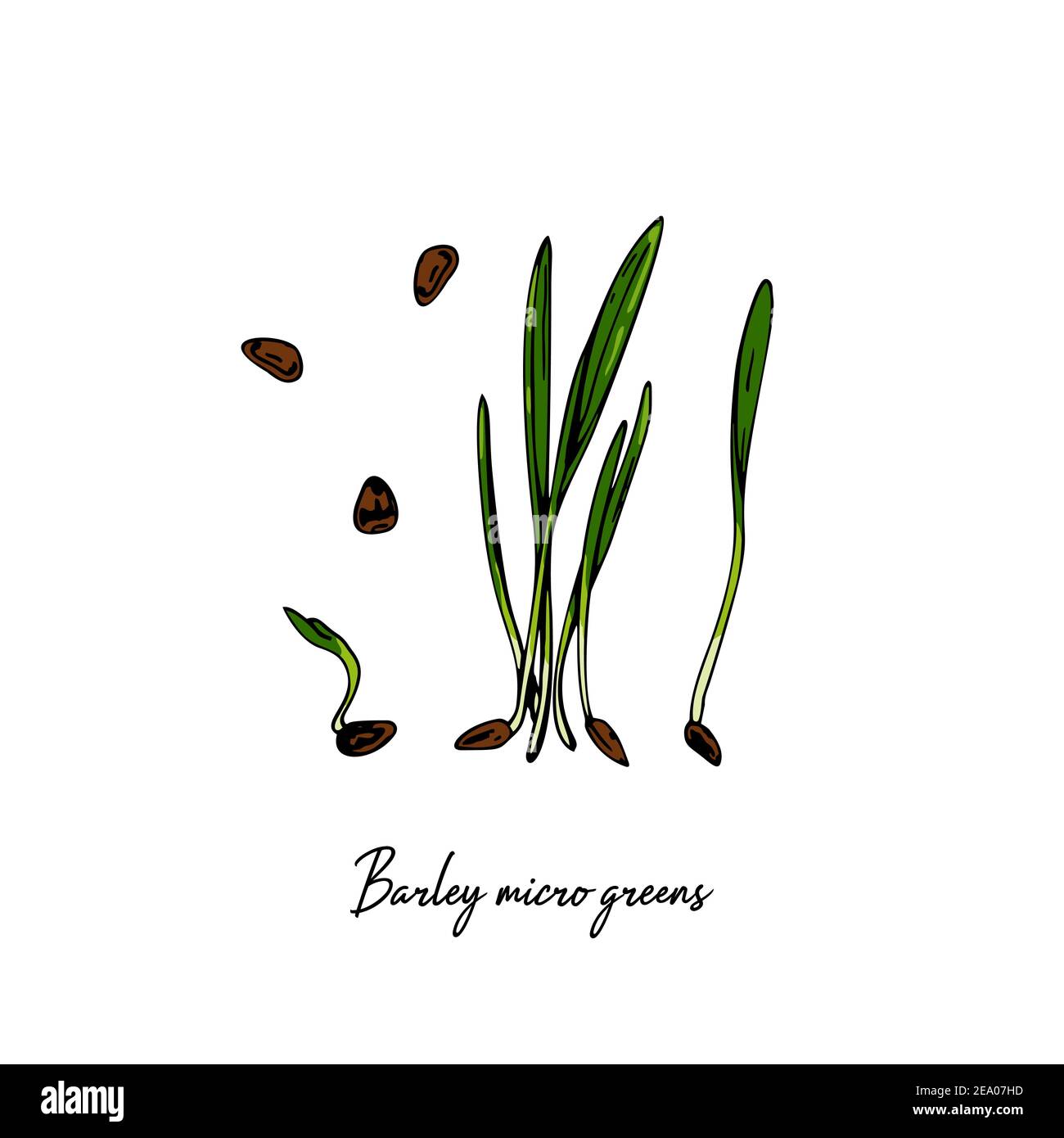 Hand drawn barley micro greens set. Vector illustration in colored ...