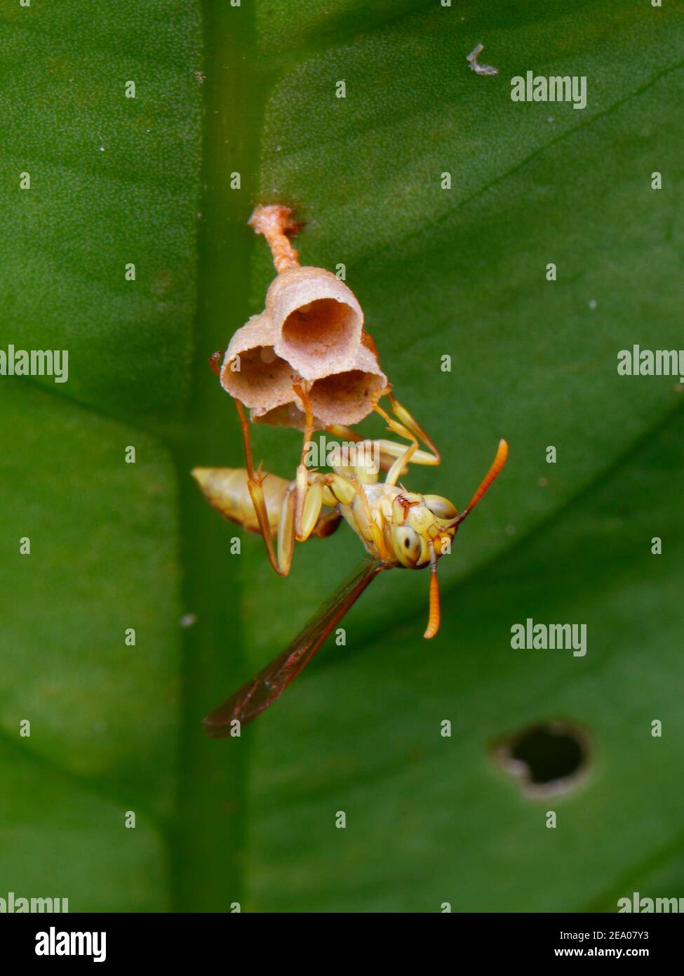 A lone paper wasp, polistes sp, clinging to its nest Stock Photo - Alamy