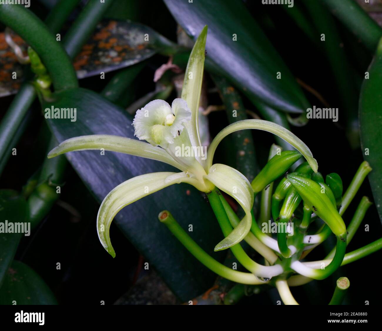 Orchid planifolia hi-res stock photography and images - Alamy