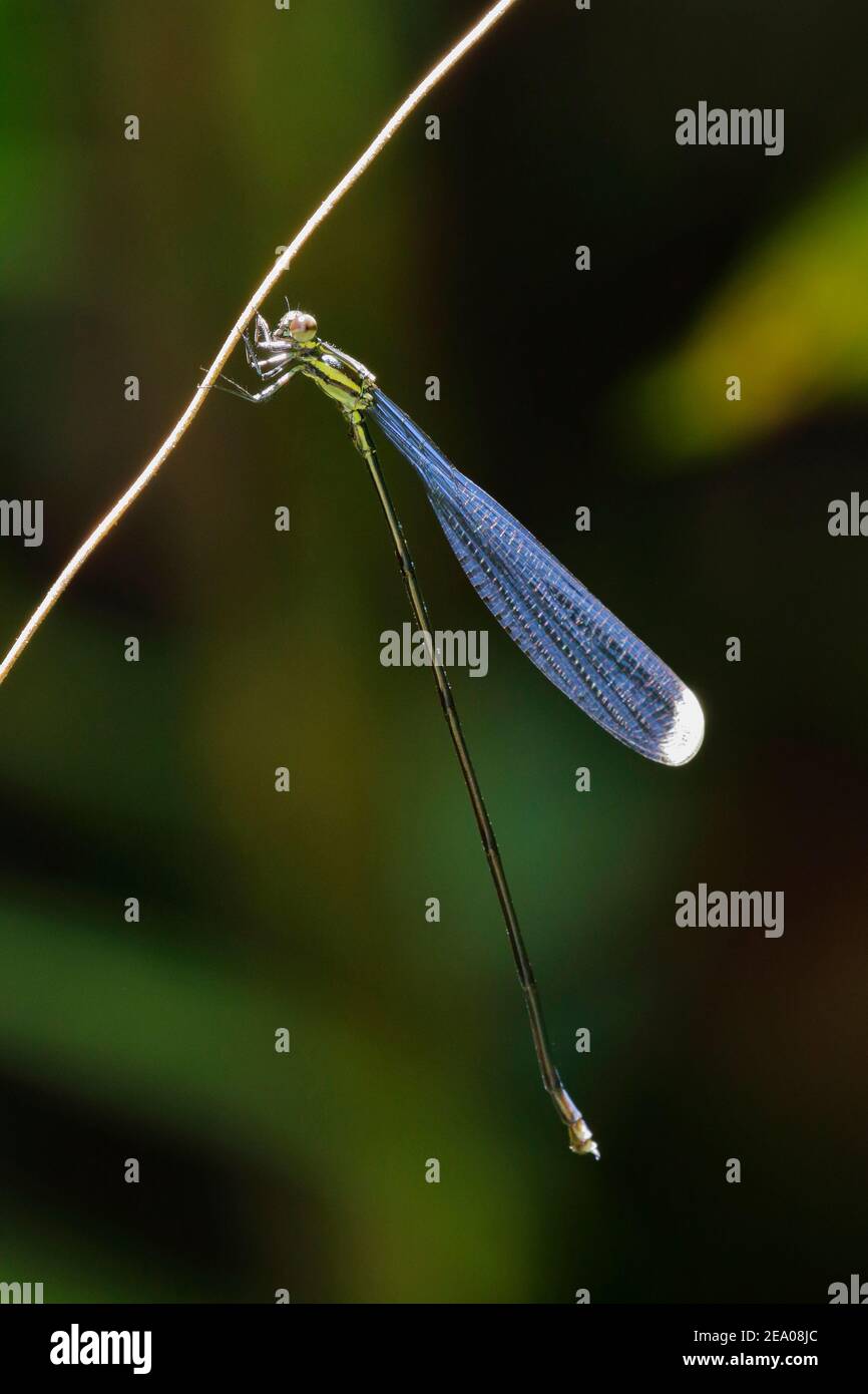 A Helicopter Damselfly, Megaloprepus coerulatus, is resting on a vine ...