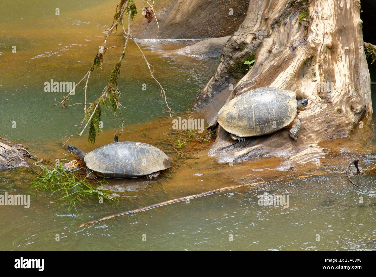 Two black river turtles , Rhinoclemmys funerea, are basking on a river ...