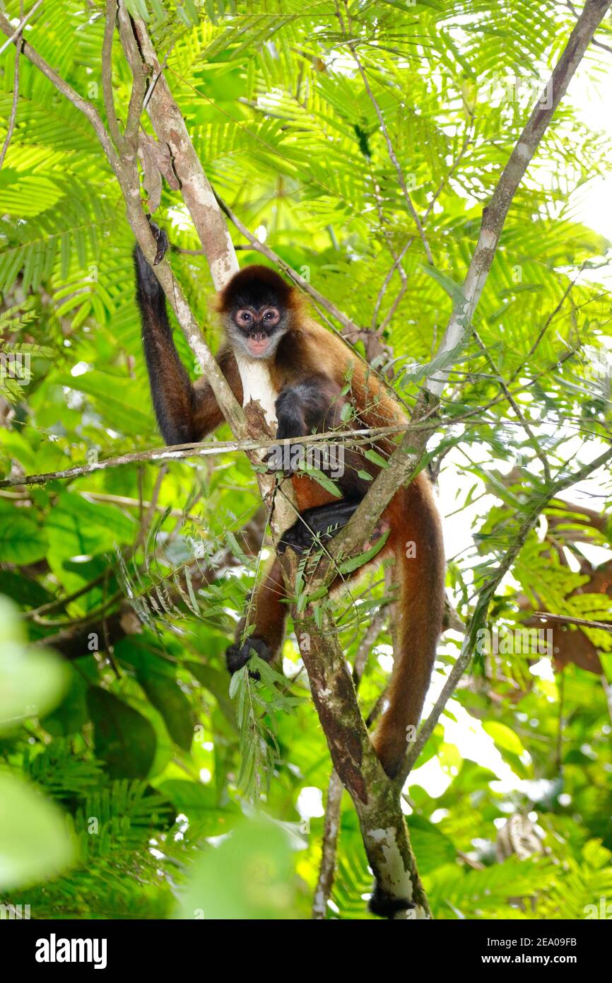 A spider monkey, Ateles geoffroy, foraging in the rain forest canopy ...