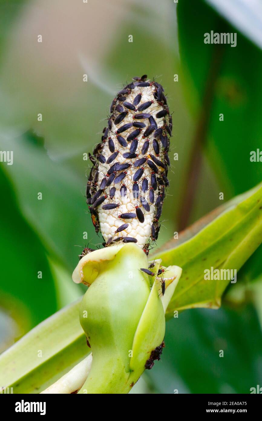 A swarm of cotton stainer bugs, Dysdercus sp, sometines called red bugs ...