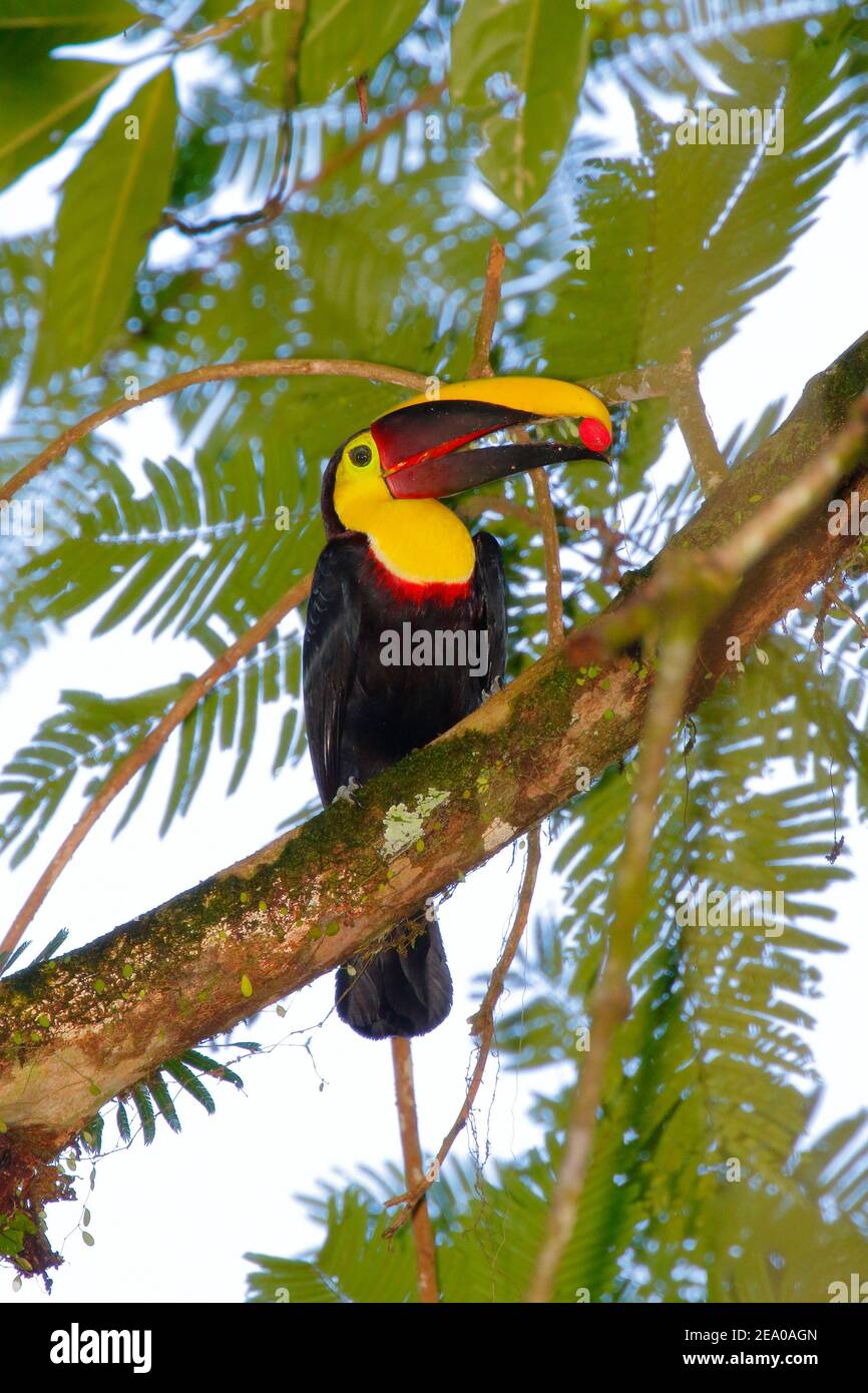 A Chestnut Mandibled Toucan Ramphastos Swainsonii Foraging For Fruits