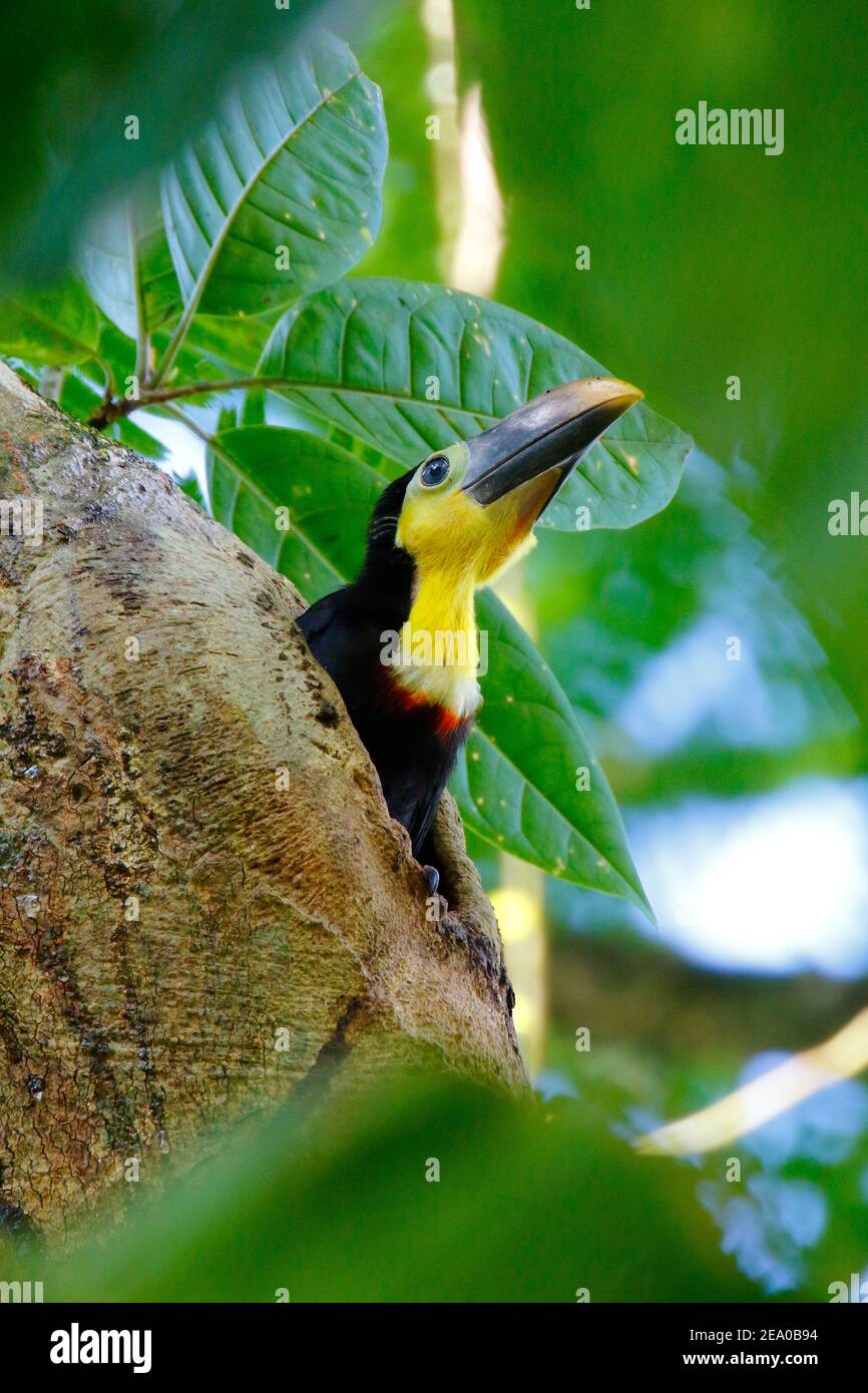 Chestnut mandibled toucans hi-res stock photography and images - Alamy