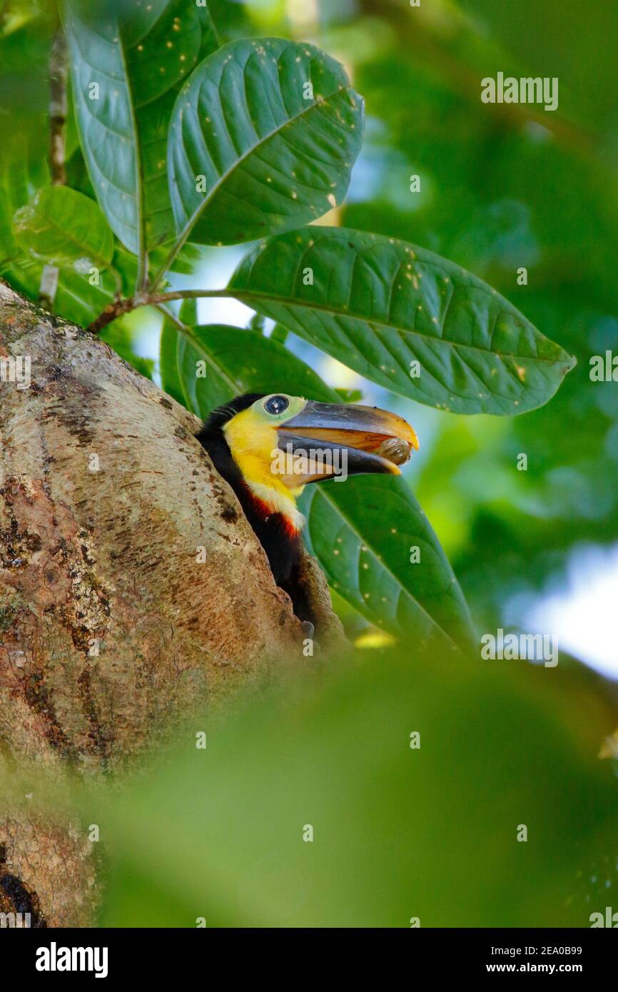 Chestnut-mandibled Toucans, Ramphastos swainsonii, babies nesting in a ...