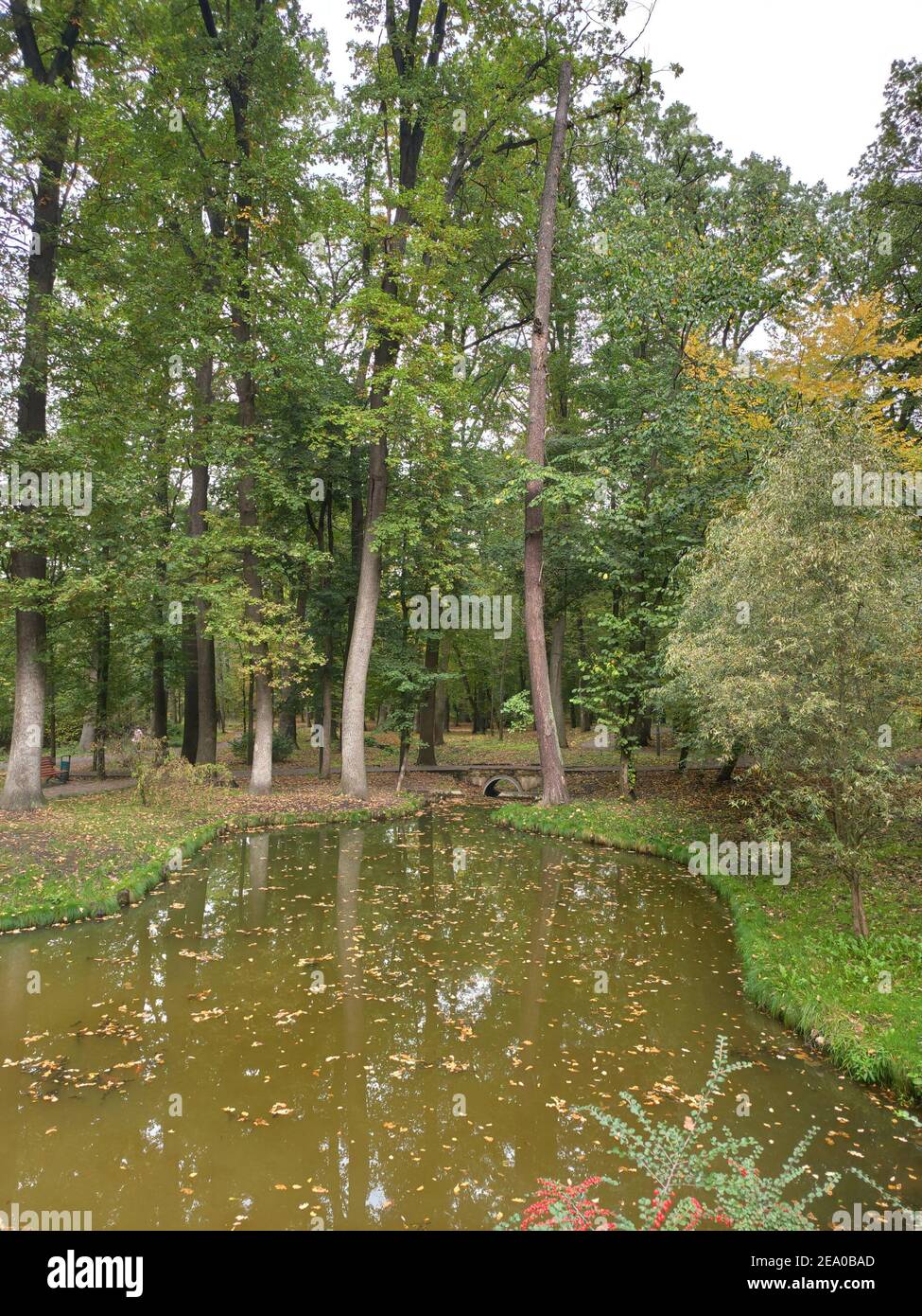 a small river in a beautiful autumn forest Stock Photo - Alamy