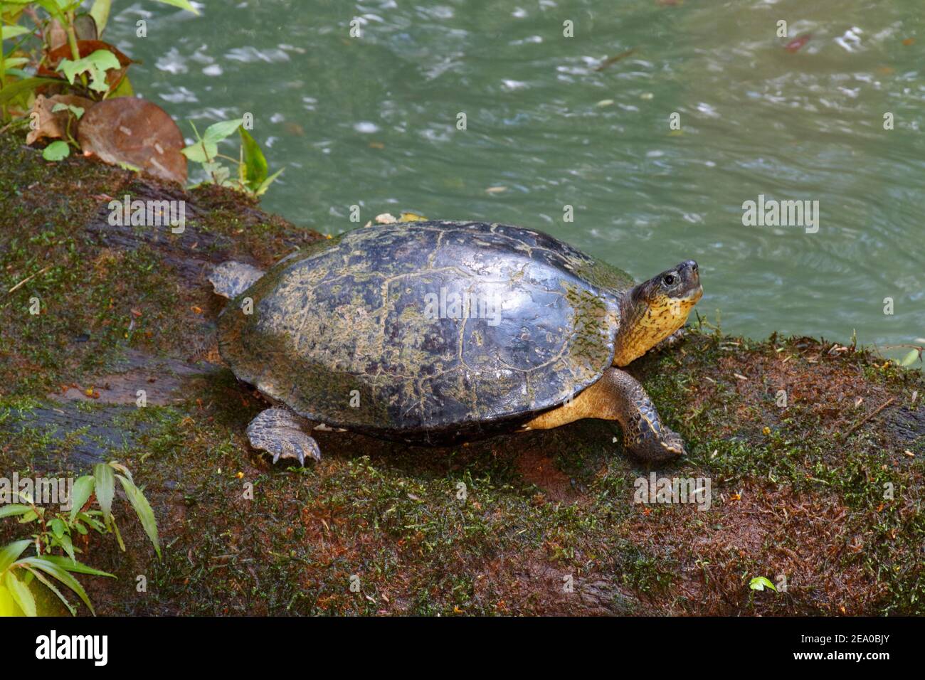 A black river turtle , Rhinoclemmys funerea, is basking on a river snag ...