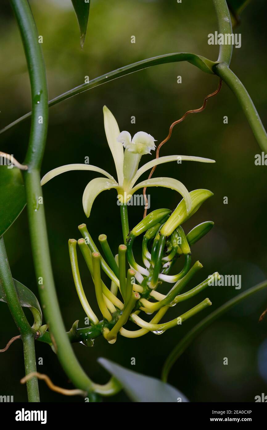 Vanilla orchid flower hi-res stock photography and images - Alamy