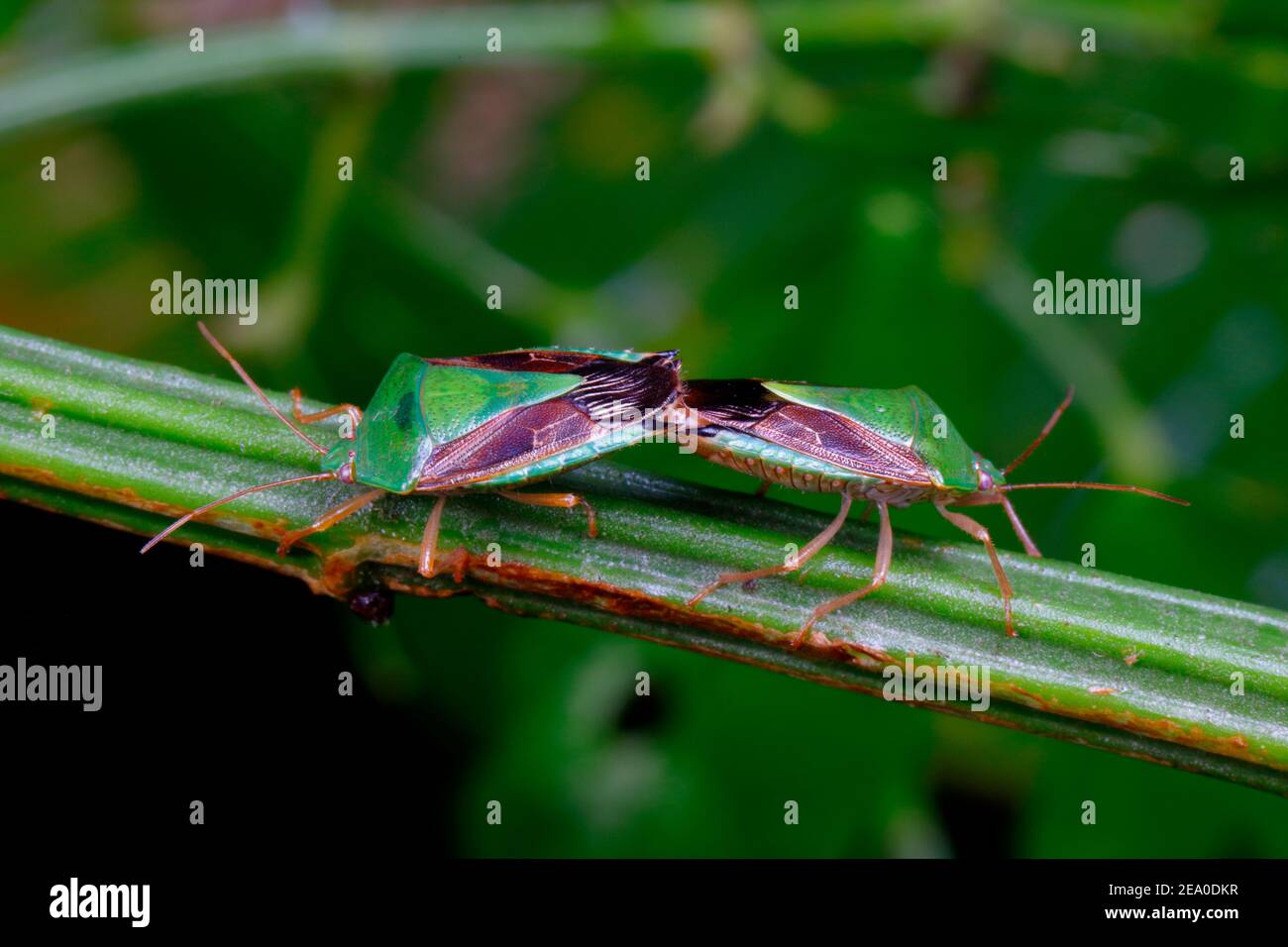 Green stink bugs hi-res stock photography and images - Alamy