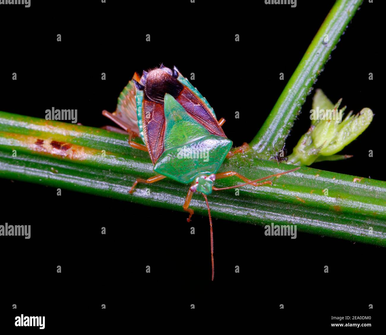 A pair of green stink bugs, family, Pentatomidae, mating on a plant ...