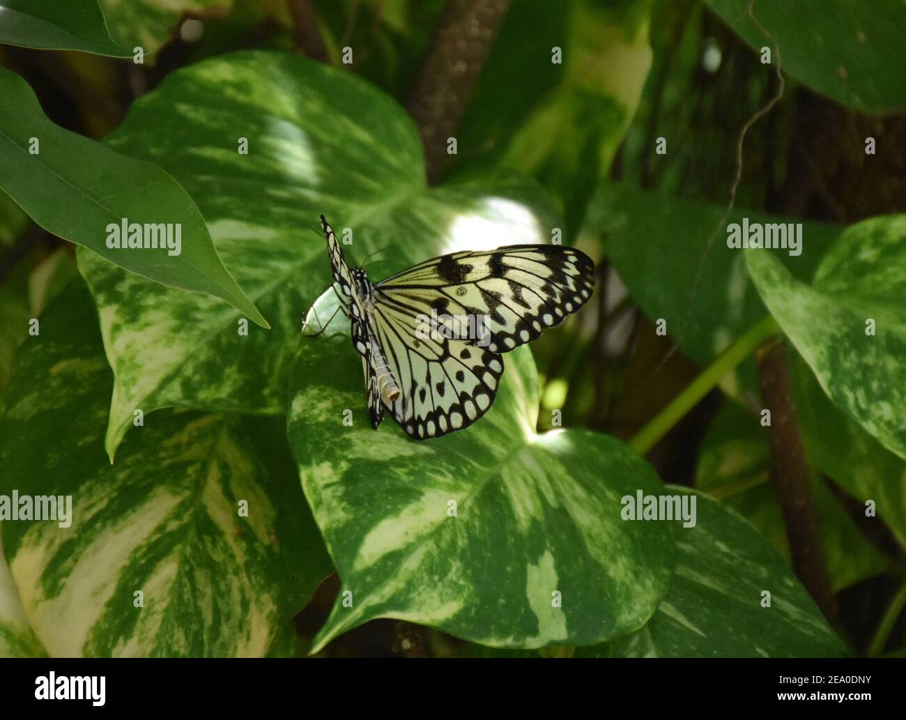 Tree nymph longwing butterfly hi-res stock photography and images - Alamy