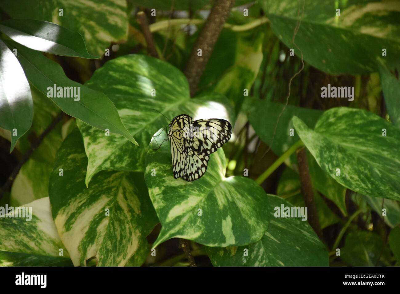 Tree nymph longwing butterfly hi-res stock photography and images - Alamy