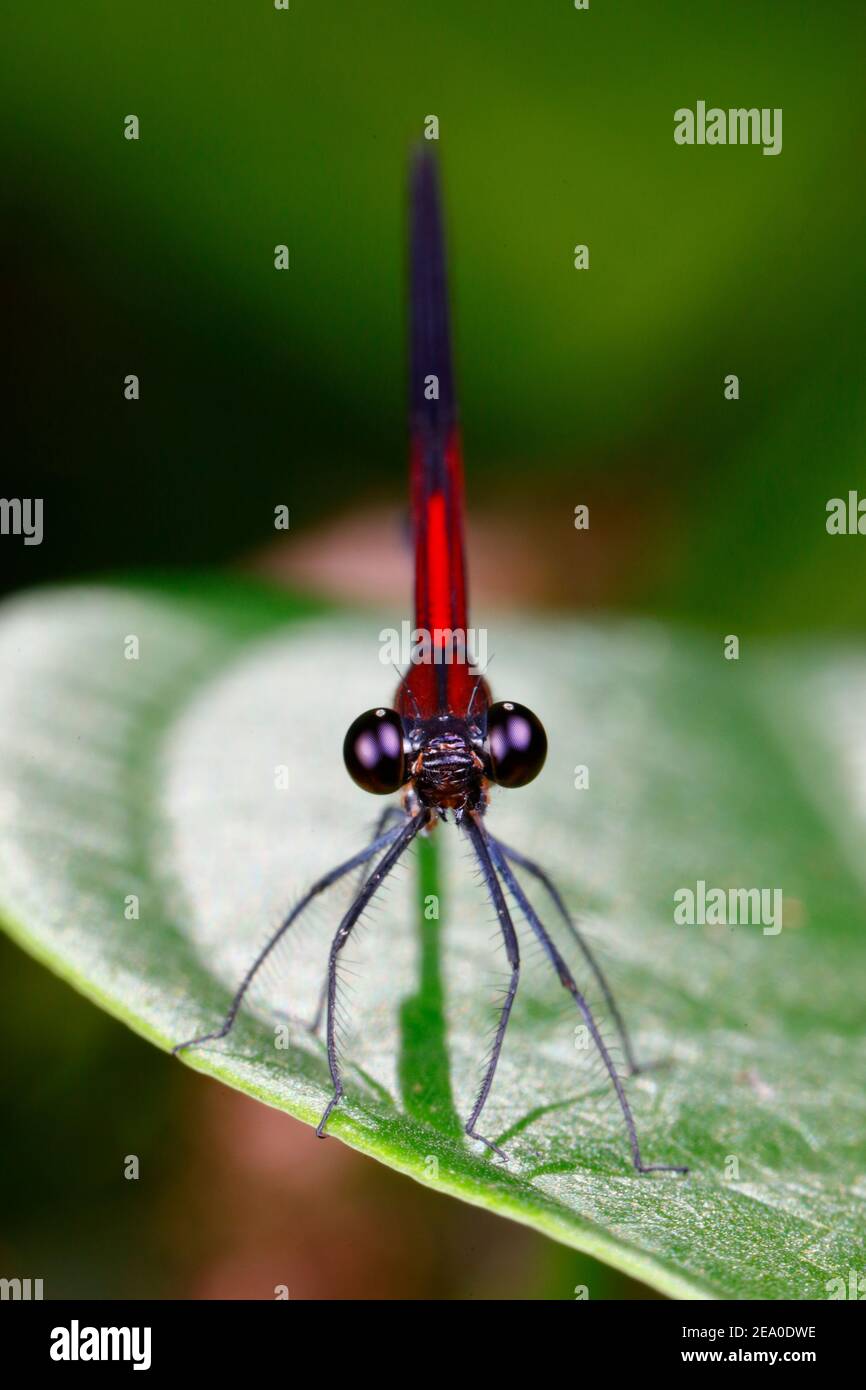 Damselfly costa rica hi-res stock photography and images - Alamy