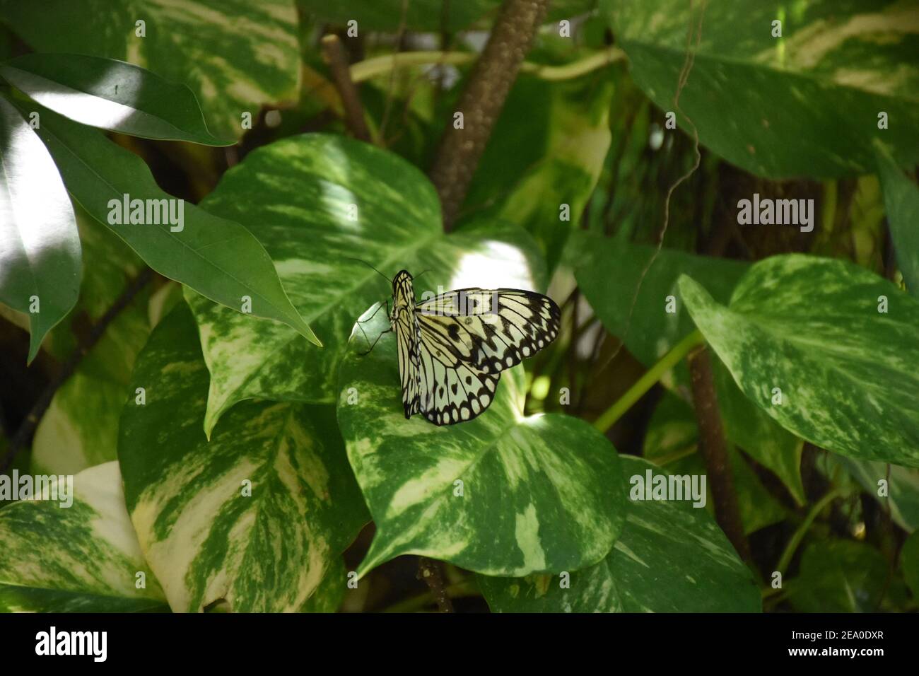 Gorgeous white tree nymph butterfly with wings wide Stock Photo - Alamy