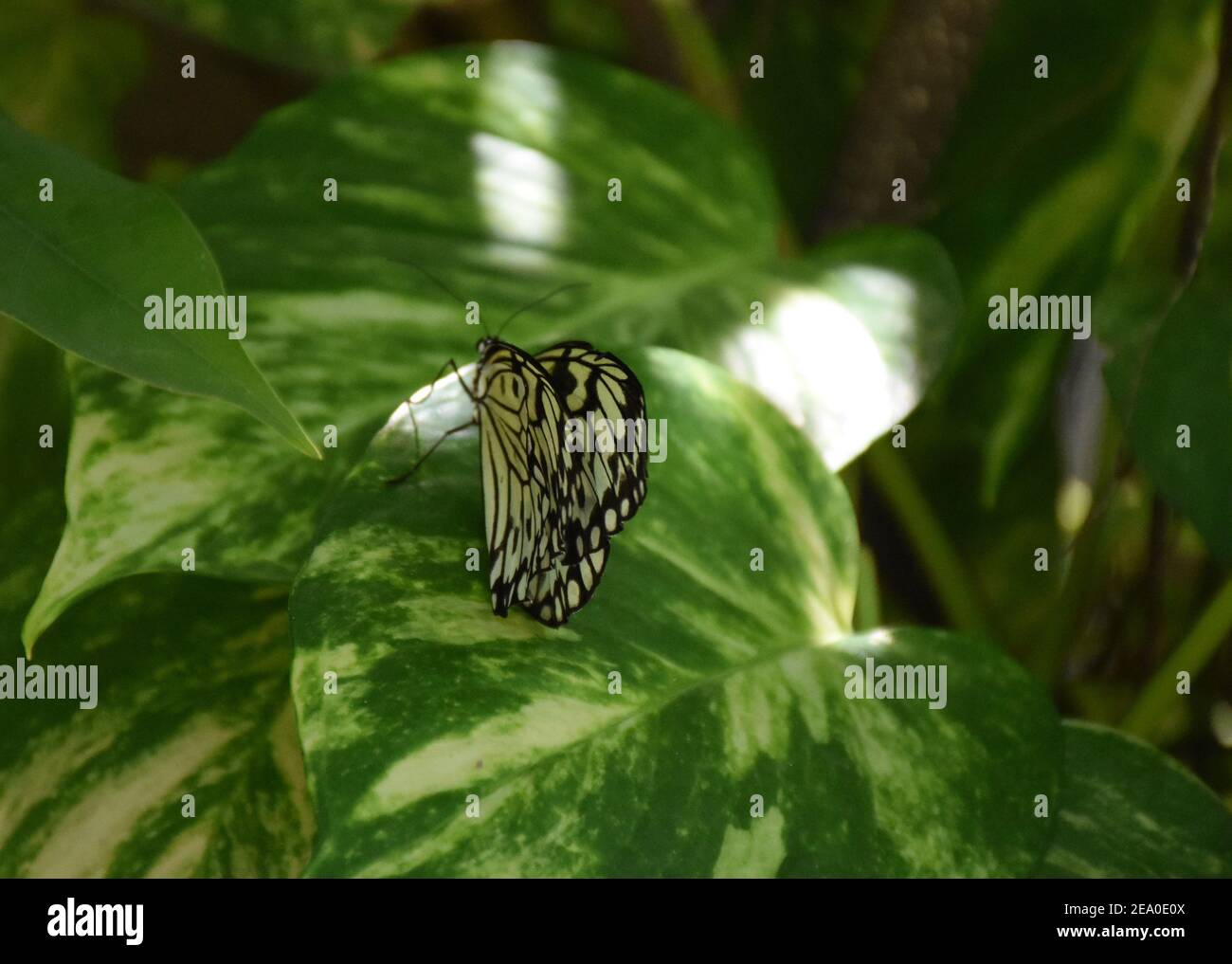 Garden with a pretty tree nymph butterfly Stock Photo - Alamy