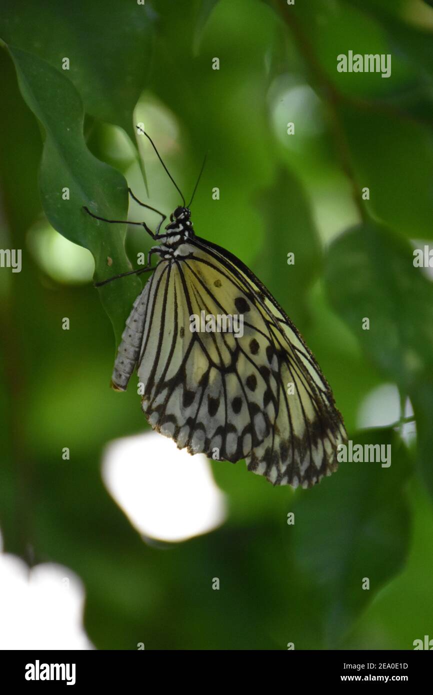 Green leaf with a stunning white tree nymph butterfly Stock Photo - Alamy