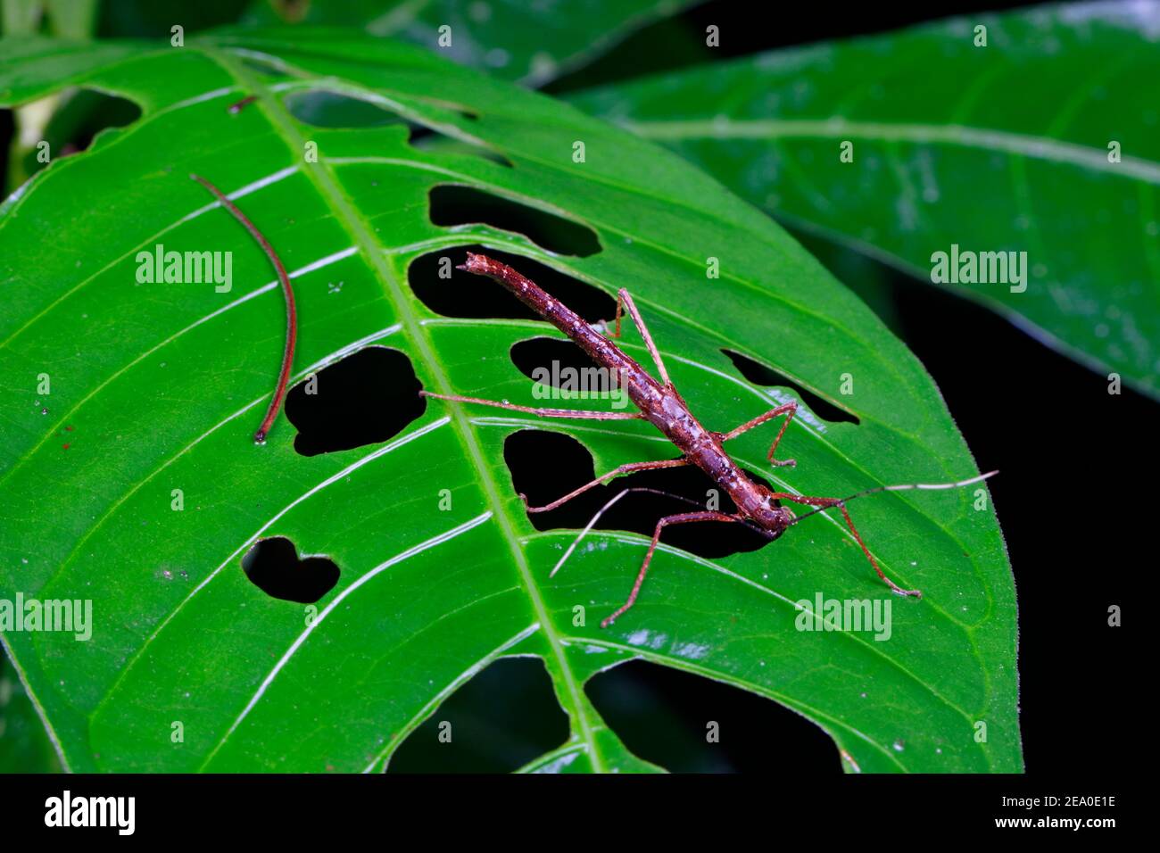 Stick insect costa rica wildlife hi-res stock photography and images ...
