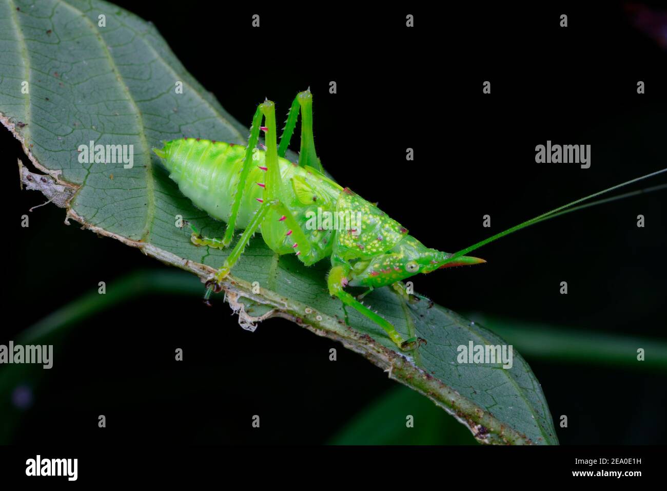 Copiphora sp hi-res stock photography and images - Alamy