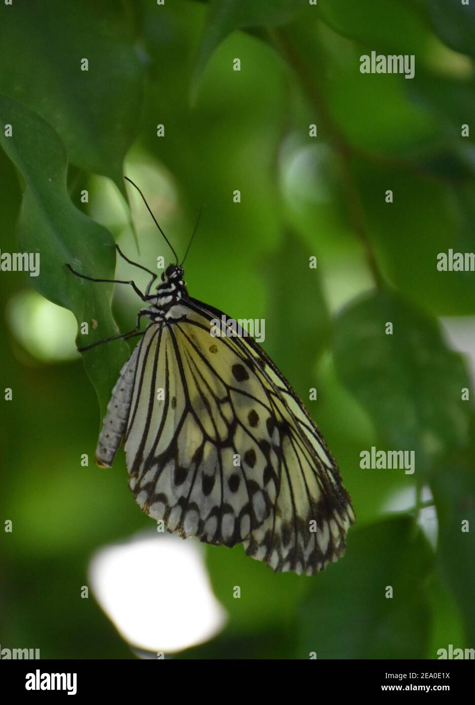 Beautiful white and black tree nymph butterfly Stock Photo - Alamy