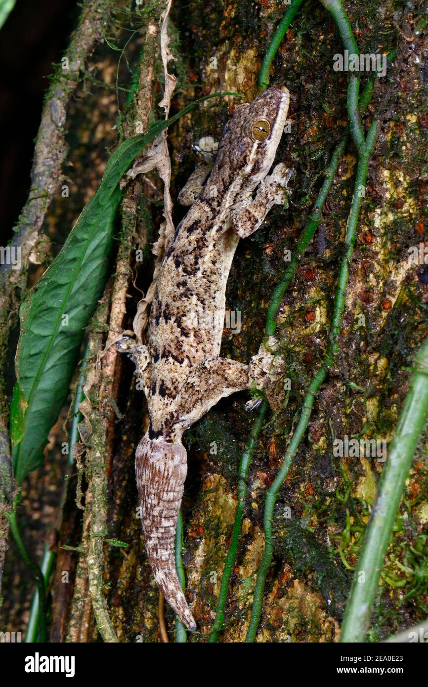 A turnip-tailed gecko, Thecadactylus rapicauda, climbing on a tree ...