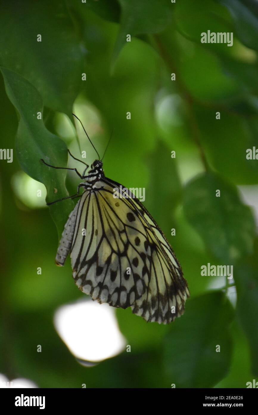 Green leaf with a very pretty white tree nymph butterfly Stock Photo ...