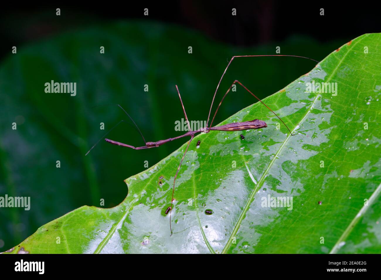 A thread-legged assassin bug, Emesaya brevipennis, hunting on a leaf ...