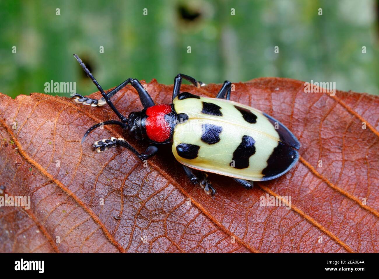 Bright warning colors hi-res stock photography and images - Alamy