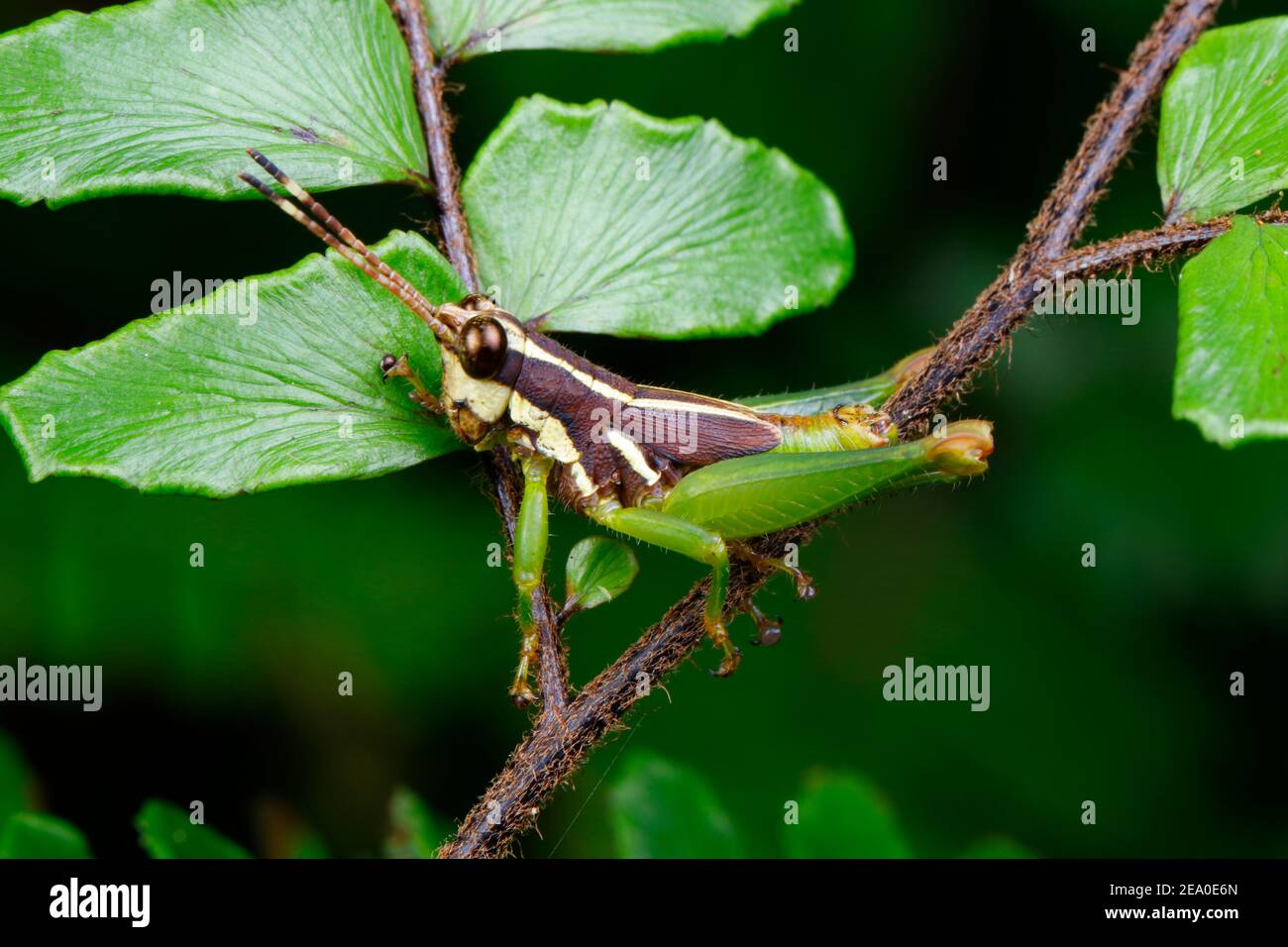 A spur throated Grasshopper, Acrididae, Melanoplinae, perched on a ...