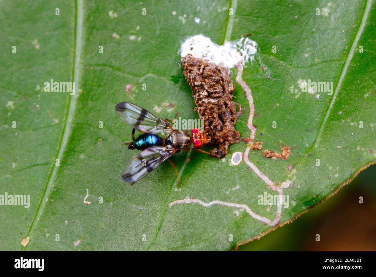 A small-antlered fly, Richardia sp, lapping up minerals from a bird ...