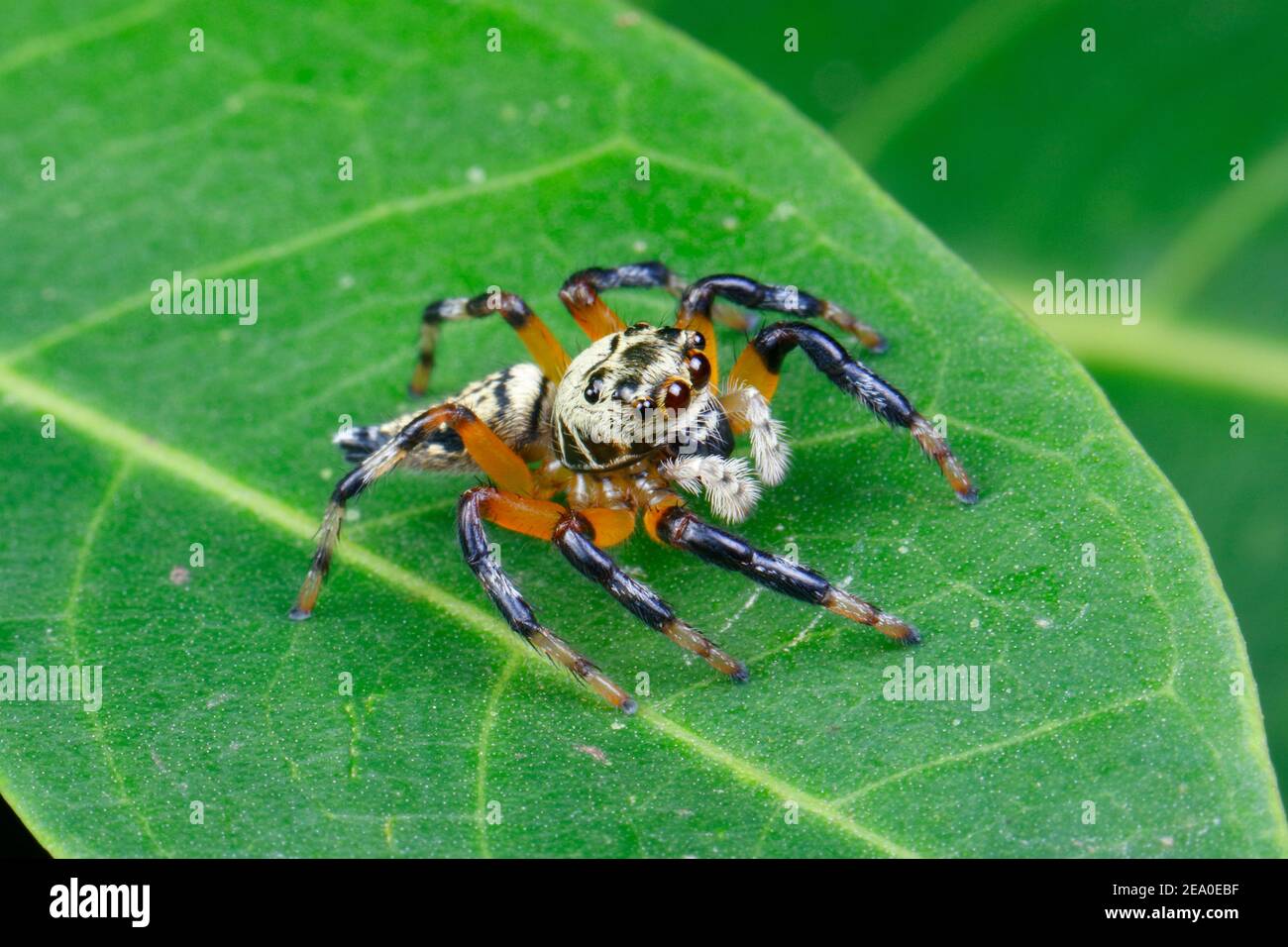 Costa rica jumping spider on hi-res stock photography and images - Alamy