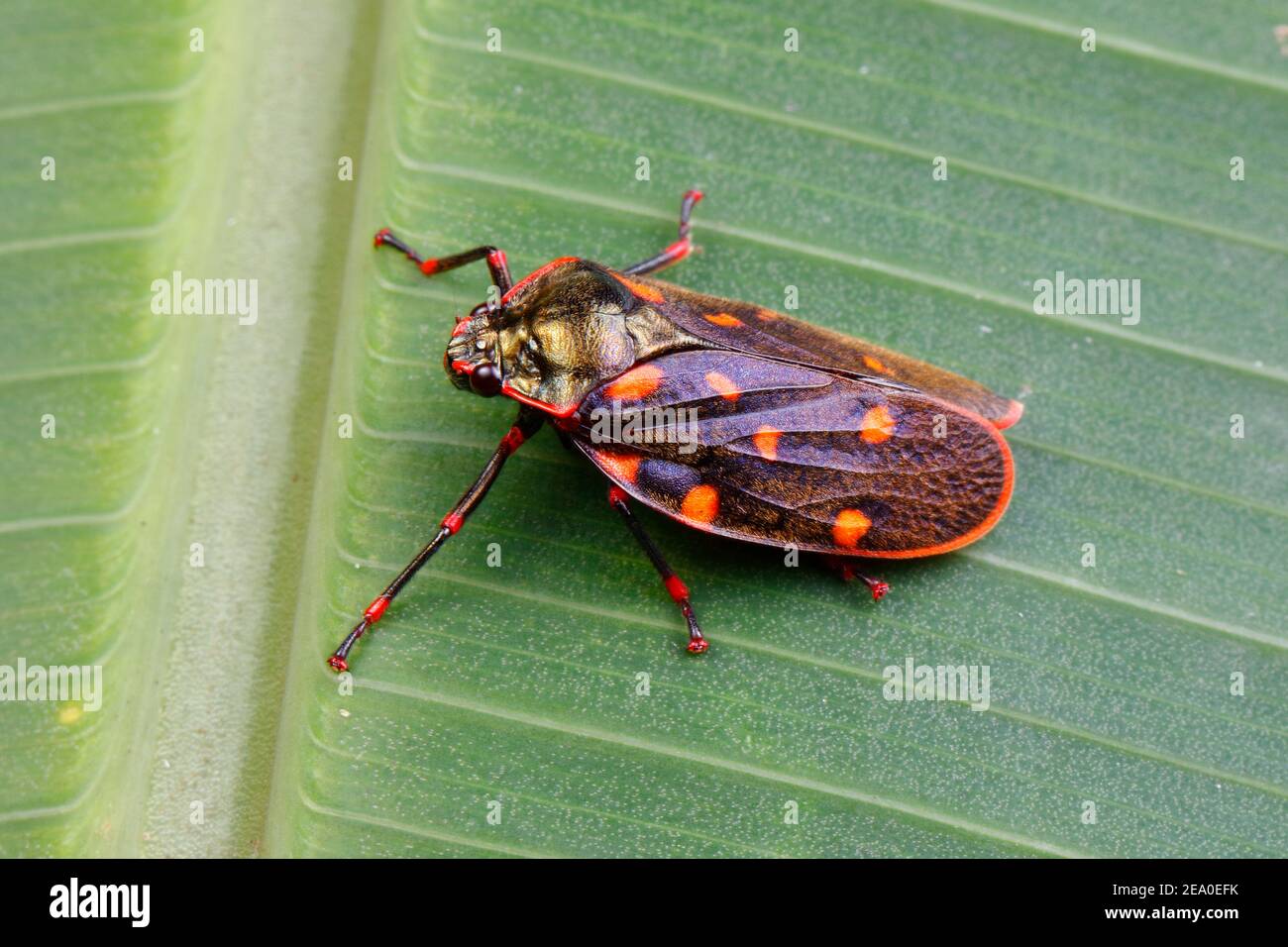 Cercopidae hi-res stock photography and images - Alamy