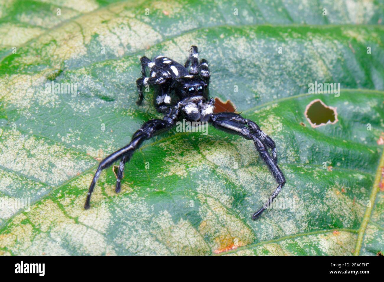 A jumping spider, Phiale guttata, in a frontal defense posture Stock ...