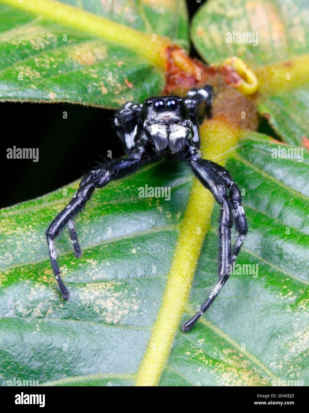 A jumping spider, Phiale guttata, in a frontal defense posture Stock ...