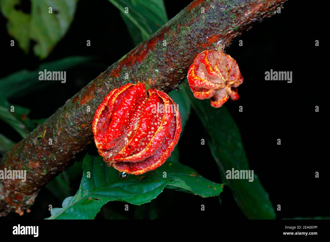 An unusual red fruit growing from a tree trunk in the rain forest Stock ...