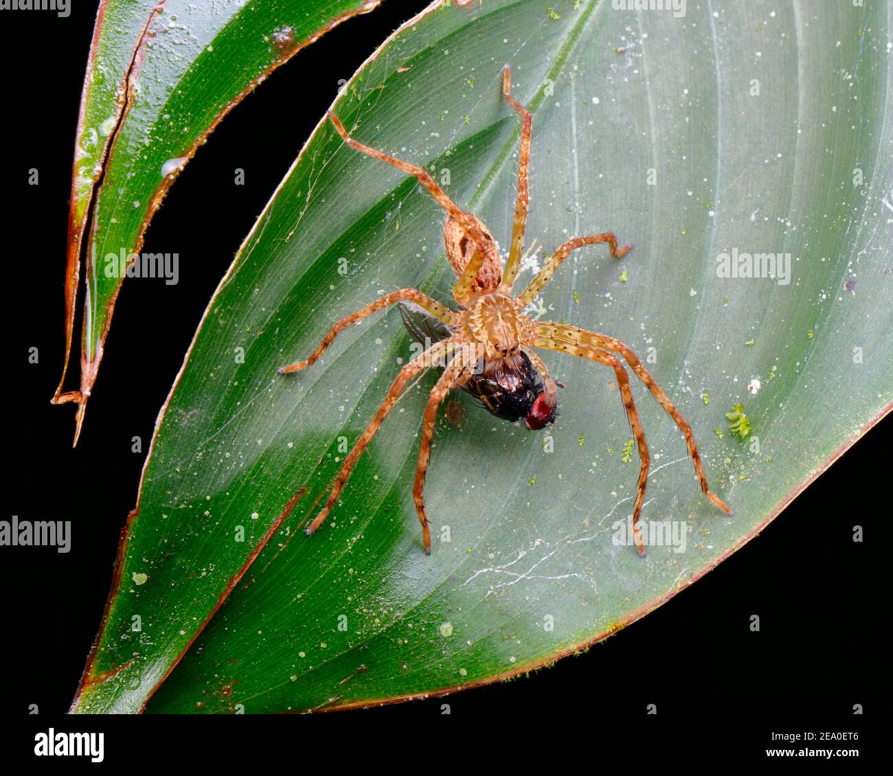 Glass Frog Eating A Spider