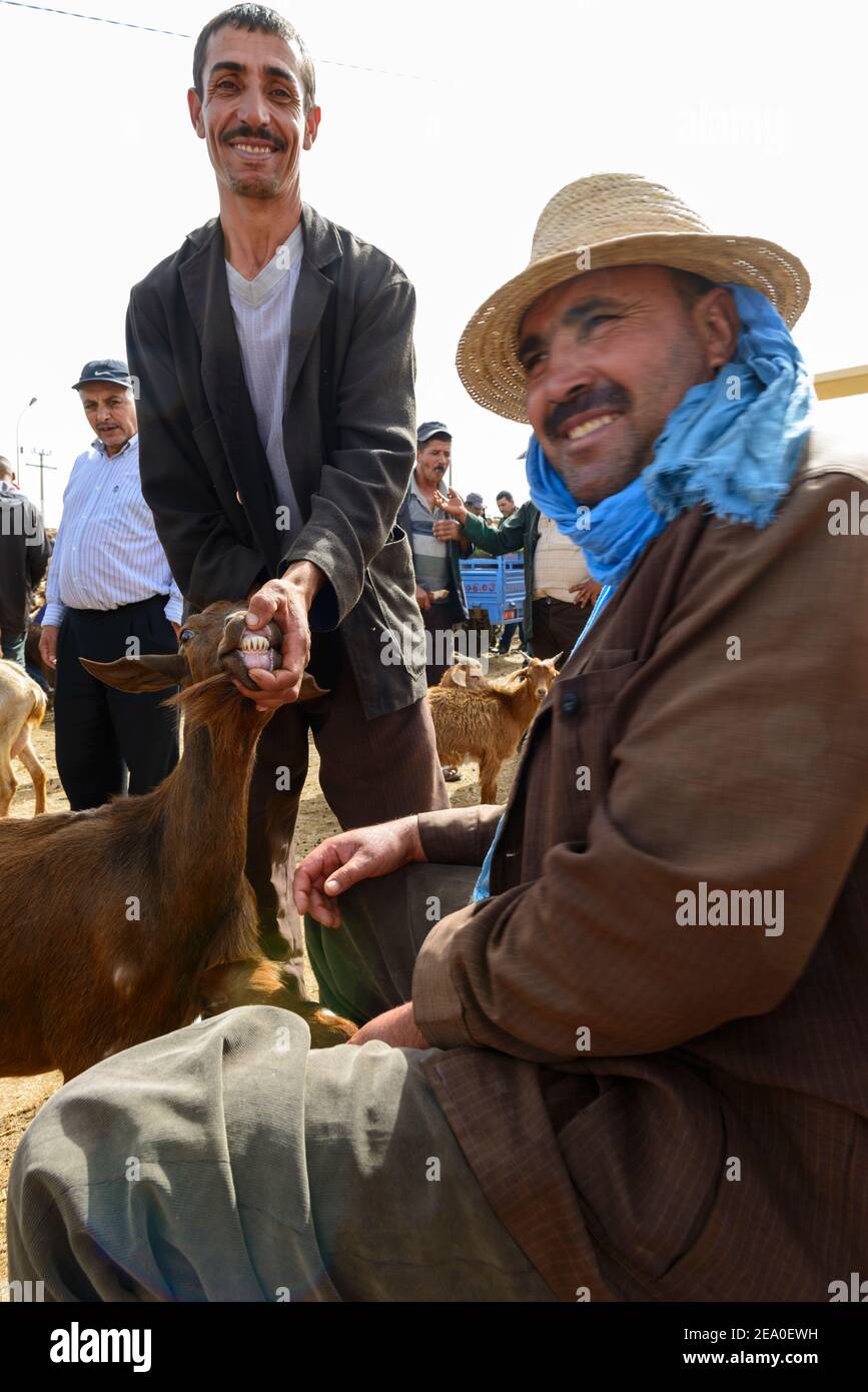 Goat teeth hi-res stock photography and images - Alamy