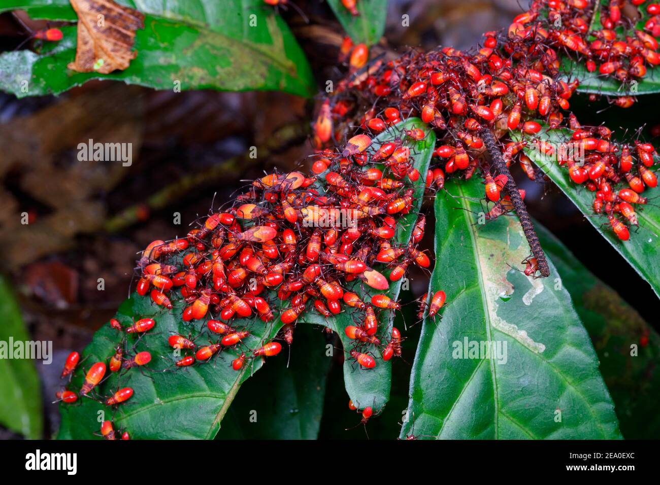 A swarm of nymph cotton stainer bugs, Dysdercus sp, sometines called ...