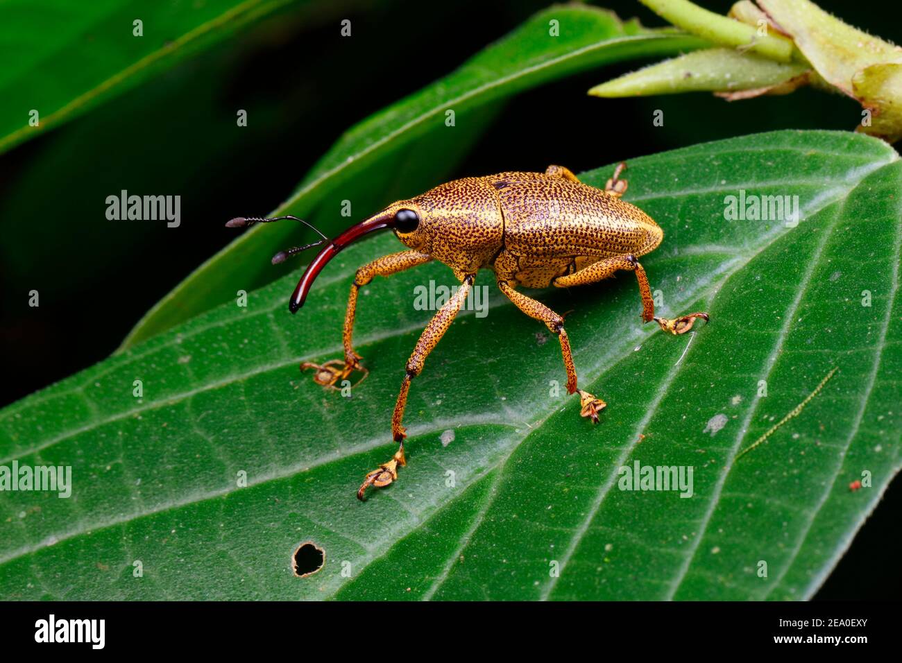 Weevil costa rica hi-res stock photography and images - Alamy
