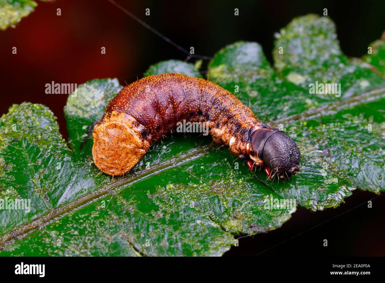 A sawfly larvae, Symphyta, feeding on a leaf Stock Photo - Alamy