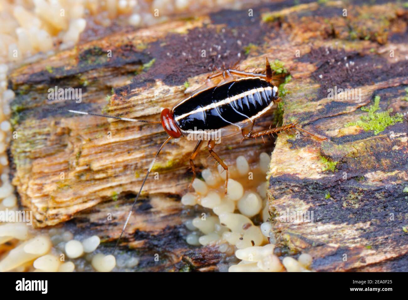 A nymph cockroach, order Blattodea, is crawling on a rotted log Stock ...