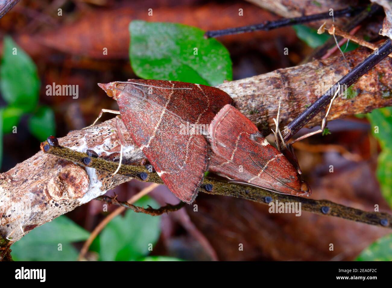 Stick insect costa rica wildlife hi-res stock photography and images ...