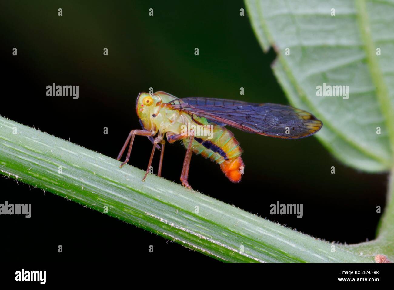 Net winged hopper hi-res stock photography and images - Alamy