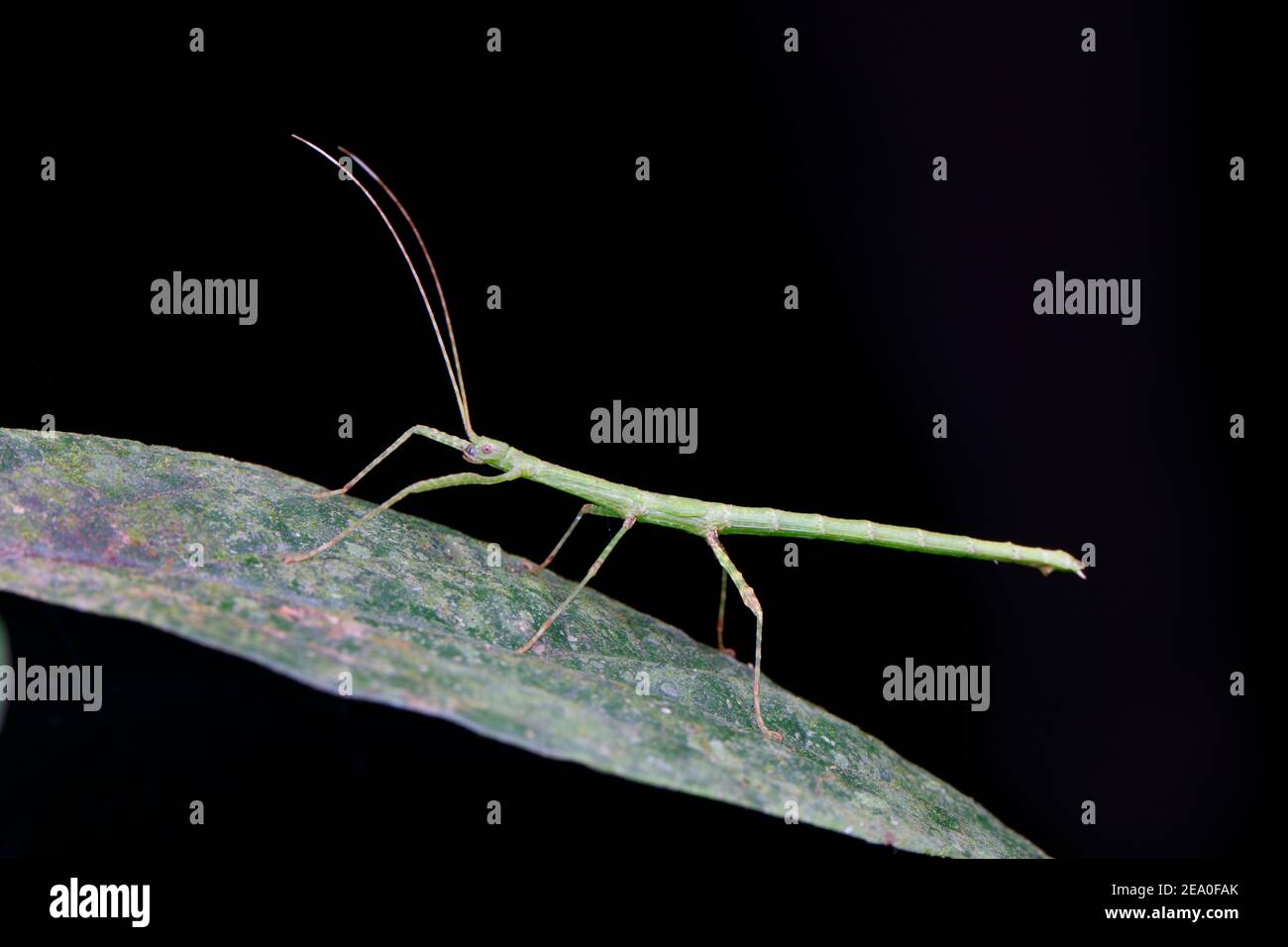 A walking stick insect, Phasmatodea, clinging to a leaf Stock Photo - Alamy
