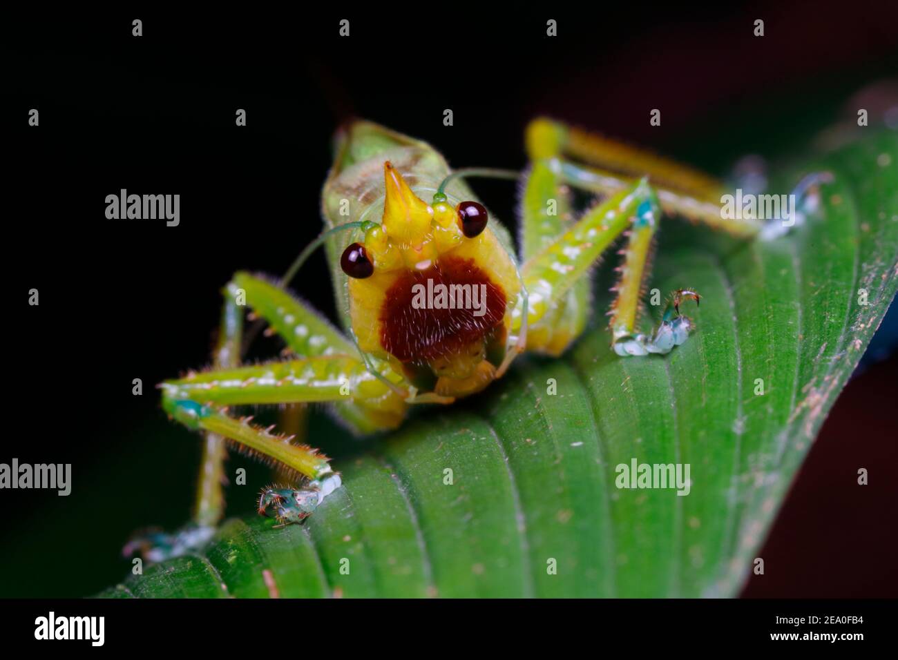 A spike headed katydid, Copiphora hastata, in defense posture on a leaf ...