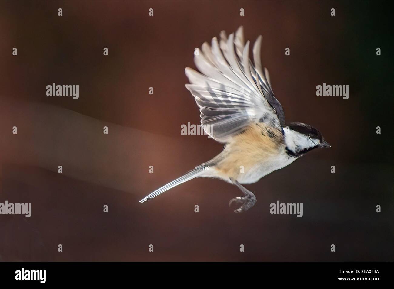 Chickadee flying hi-res stock photography and images - Alamy