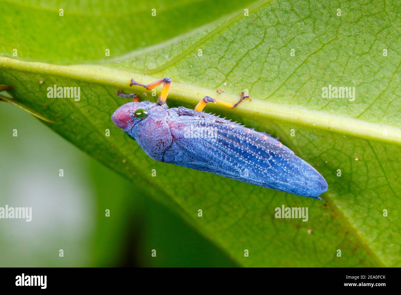 A sharpshooter leaf hopper, Cicadellidae, on the underside of a leaf ...