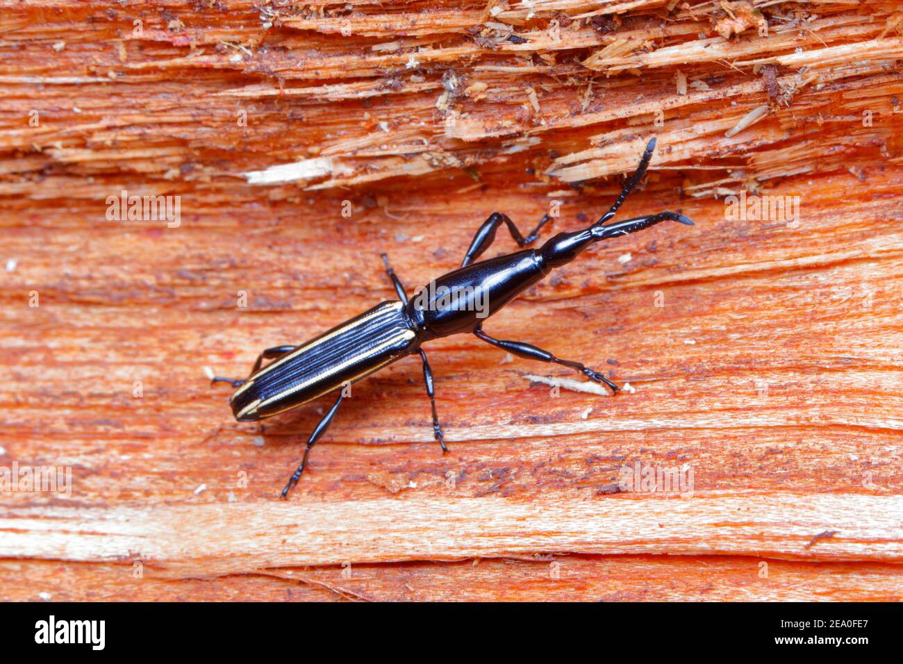 A straight-snouted weevil, Ignacio gamboa, crawling on a log Stock ...
